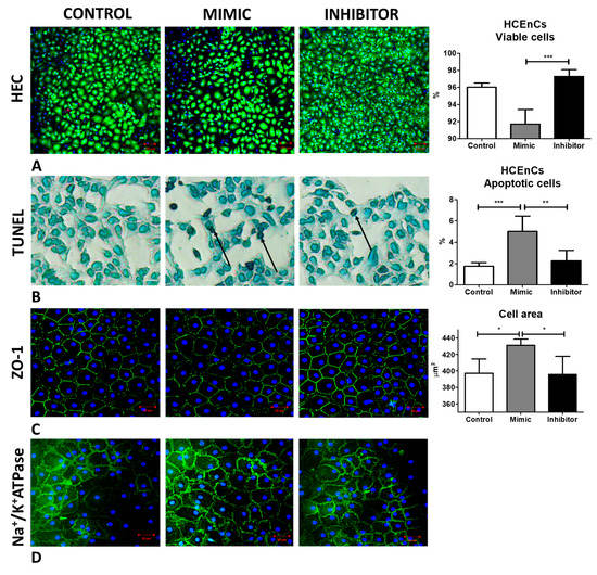 Inhibiting miR-195-5p Induces Proliferation of Human Corneal Endothelial Cells