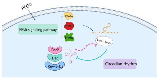 Transcriptome and Metabolome Analyses Reveal Perfluorooctanoic Acid ...