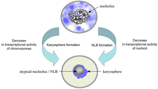 Chromatin Configuration in Diplotene Mouse and Human Oocytes during the ...