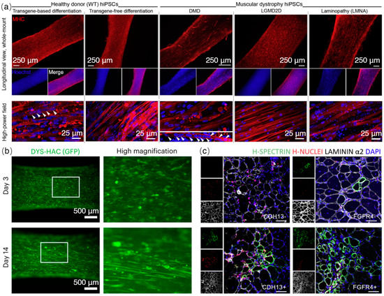 Induced Pluripotent Stem Cells for Tissue-Engineered Skeletal Muscles