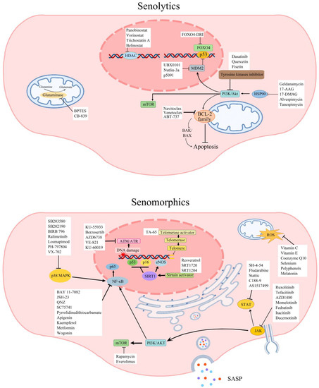 Vascular Ageing: Mechanisms, Risk Factors, and Treatment Strategies