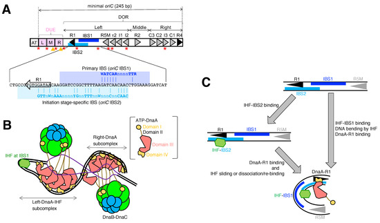 IHF and Fis as Escherichia coli Cell Cycle Regulators: Activation of ...