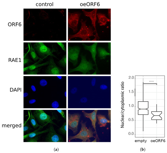 Insights into the SARS-CoV-2 ORF6 Mechanism of Action