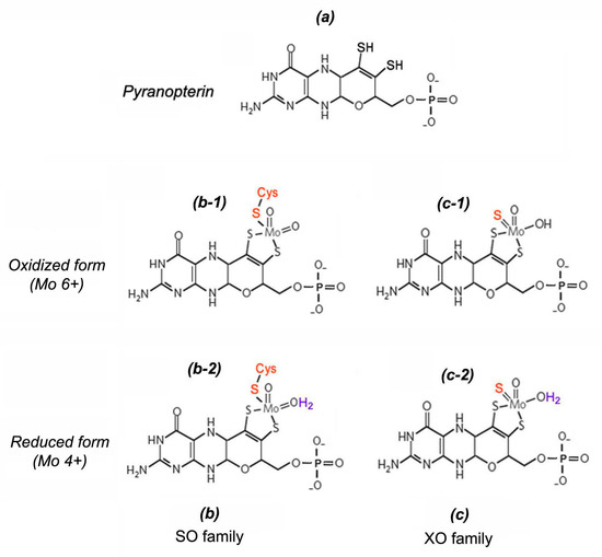 Multiple Ways of Nitric Oxide Production in Plants and Its Functional ...