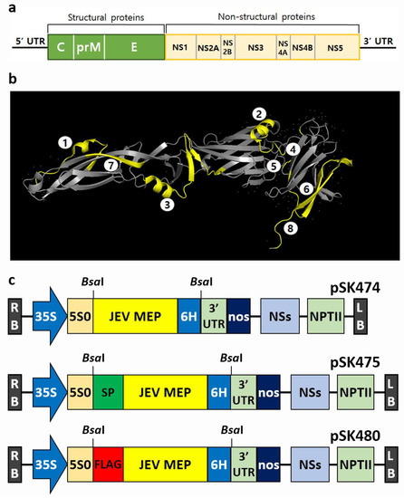 Production of Plant-Derived Japanese Encephalitis Virus Multi-Epitope ...