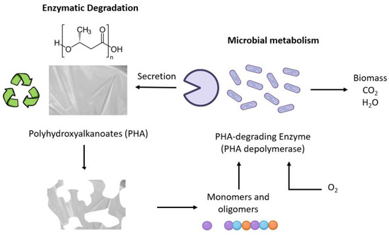 Biomedical Applications of the Biopolymer Poly(3-hydroxybutyrate-co-3 ...