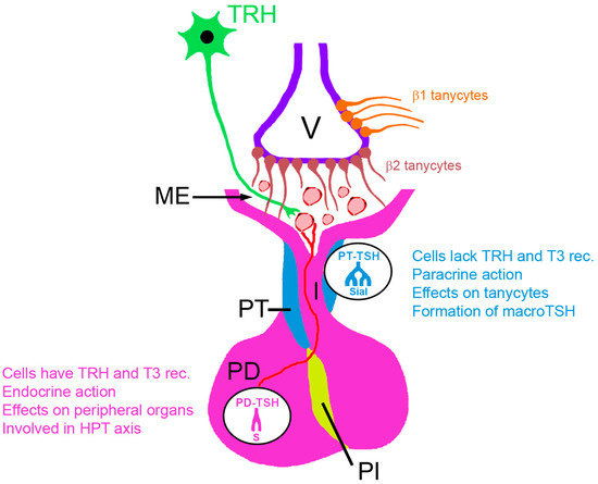 Pars Distalis and Pars Tuberalis Thyroid-Stimulating Hormones and Their ...