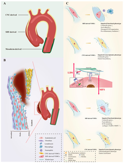 Smooth Muscle Heterogeneity and Plasticity in Health and Aortic ...