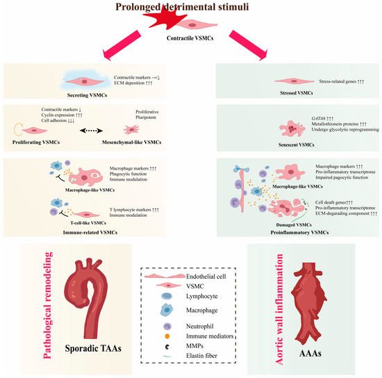 Smooth Muscle Heterogeneity and Plasticity in Health and Aortic ...