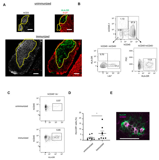 Thymocyte Development of Humanized Mice Is Promoted by Interactions ...