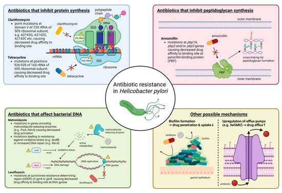 Antibiotic Resistance, Susceptibility Testing and Stewardship in ...