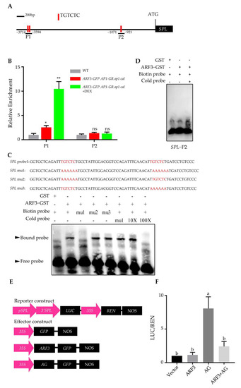 ARF3-Mediated Regulation of SPL in Early Anther Morphogenesis ...