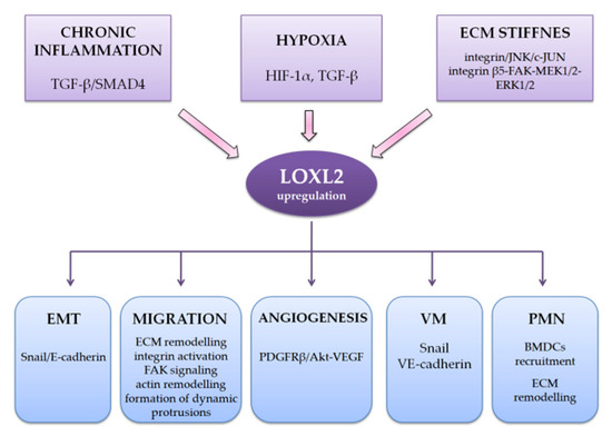Multiple Roles of LOXL2 in the Progression of Hepatocellular Carcinoma ...