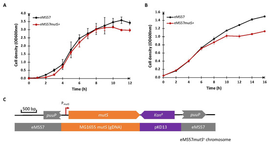 IJMS | Free Full-Text | Exploring the Potential of a Genome-Reduced ...