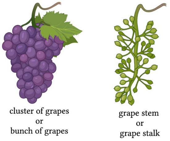 Revealing the Beauty Potential of Grape Stems: Harnessing Phenolic ...