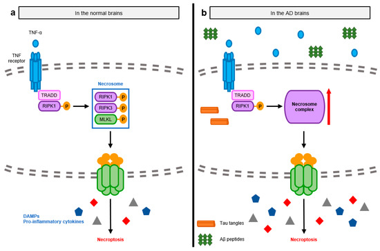 The Molecular Mechanisms of Neuroinflammation in Alzheimer’s Disease ...