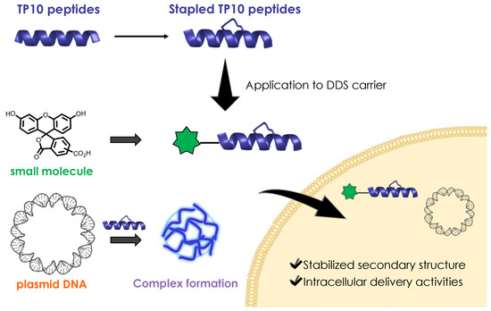 Development of Hydrophobic Cell-Penetrating Stapled Peptides as Drug ...
