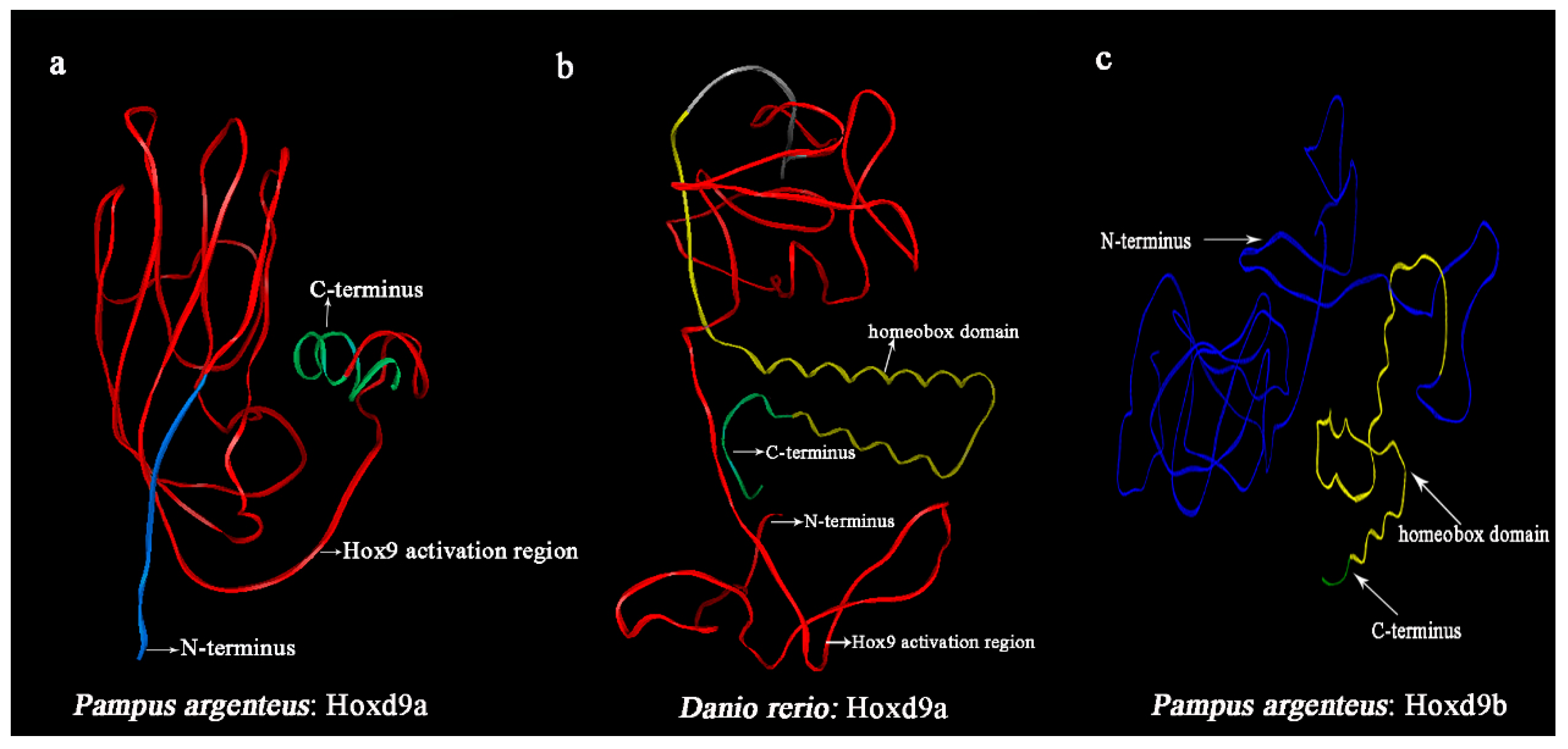 IJMS | Free Full-Text | Developmental Genetic Basis of Hoxd9 Homeobox ...