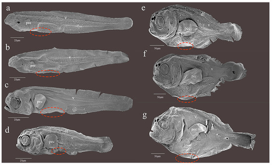 Developmental Genetic Basis of Hoxd9 Homeobox Domain Deletion in Pampus ...
