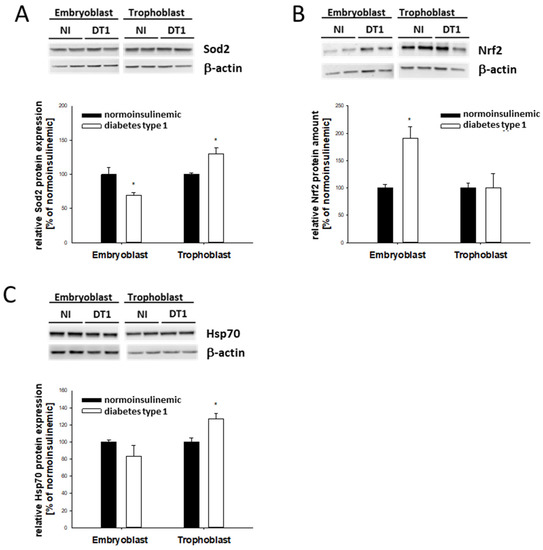 Ectopic Lipid Accumulation Correlates with Cellular Stress in Rabbit ...