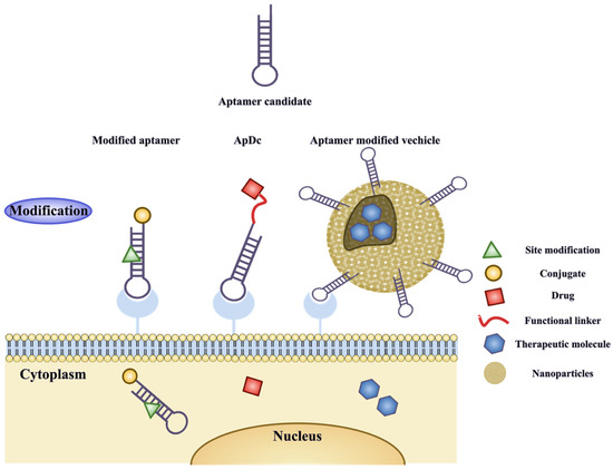 Exploring the Potential of Aptamers in Targeting Neuroinflammation and ...