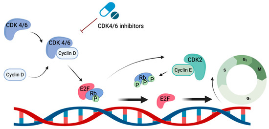 CDK4/6 Inhibitor Resistance in Hormone Receptor-Positive Metastatic Breast Cancer: Translational ...