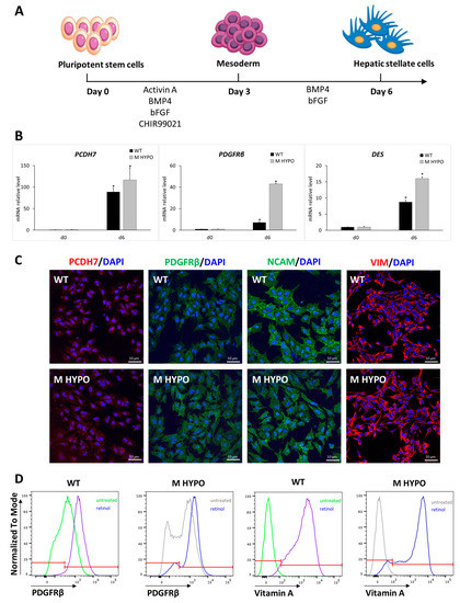 Hypoimmunogenic Human Pluripotent Stem Cells as a Powerful Tool for ...