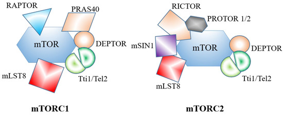 mTOR Signaling Pathway and Gut Microbiota in Various Disorders: Mechanisms and Potential Drugs ...