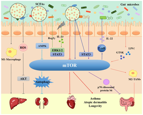 mTOR Signaling Pathway and Gut Microbiota in Various Disorders: Mechanisms and Potential Drugs ...