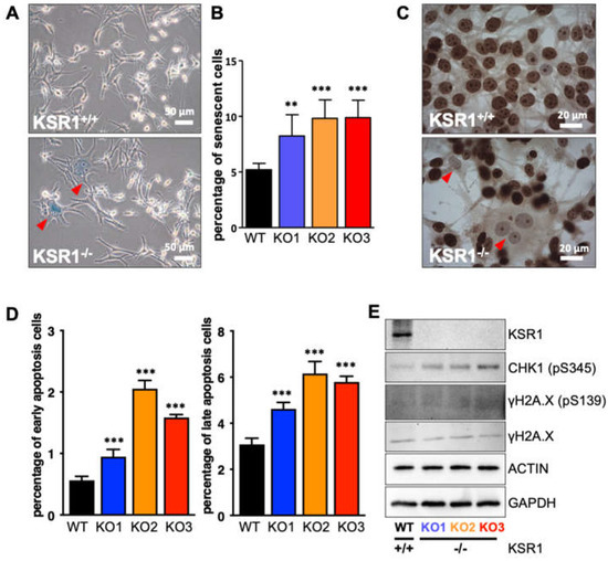 Kinase Suppressor of RAS 1 (KSR1) Maintains the Transformed Phenotype ...