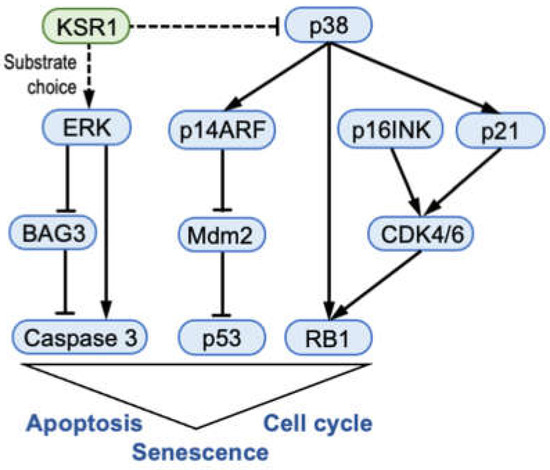 Kinase Suppressor of RAS 1 (KSR1) Maintains the Transformed Phenotype of BRAFV600E Mutant Human ...