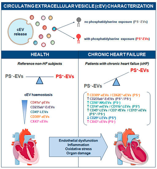 Red Blood Cells and Endothelium Derived Circulating Extracellular ...