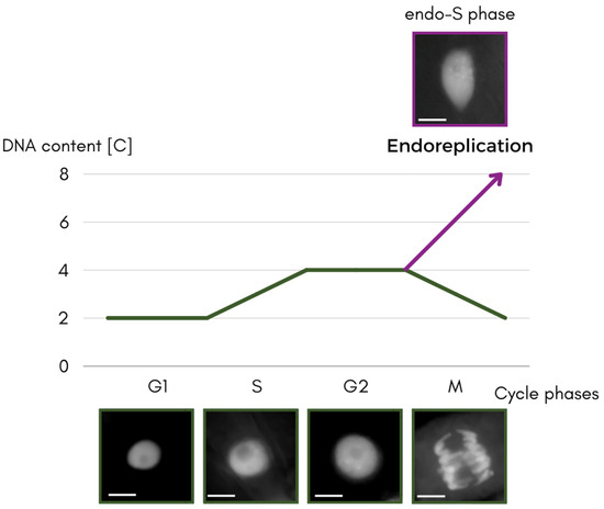 Endoreplication—Why Are We Not Using Its Full Application Potential?