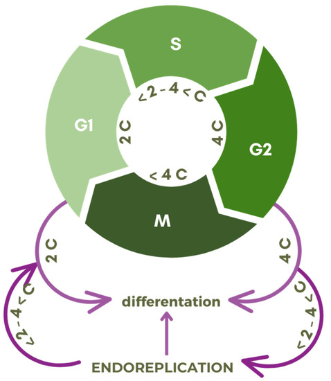 Endoreplication—Why Are We Not Using Its Full Application Potential?