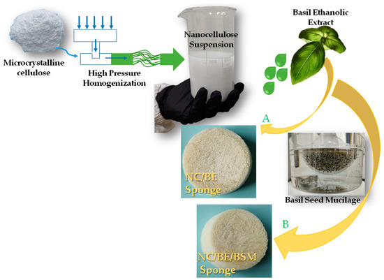 Nanocellulose Sponges Containing Antibacterial Basil Extract