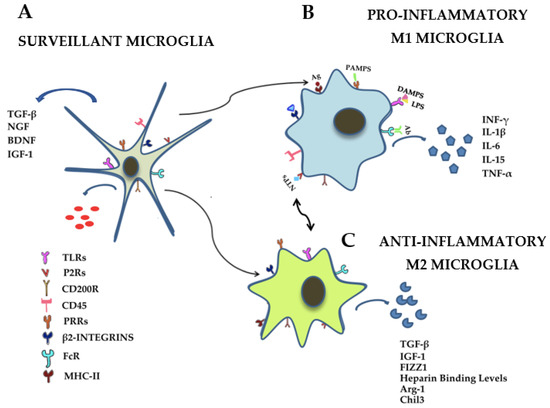 Microglia and Brain Disorders: The Role of Vitamin D and Its Receptor