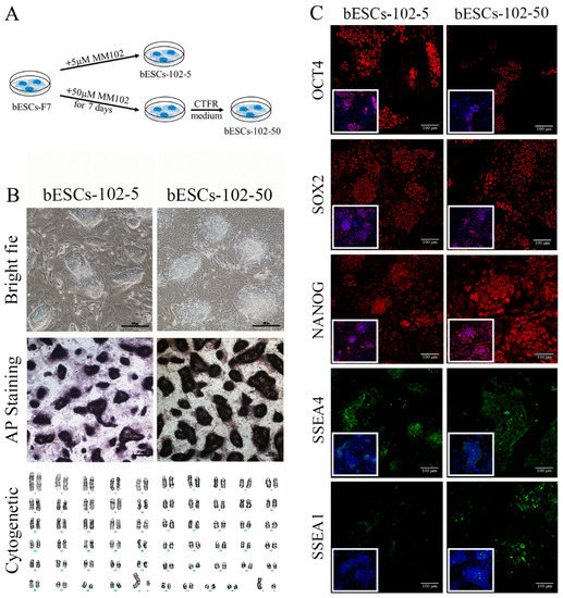 Mixed-Lineage Leukemia 1 Inhibition Enhances the Differentiation ...