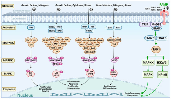 Mitogen-Activated Protein Kinases (MAPKs) and Enteric Bacterial ...
