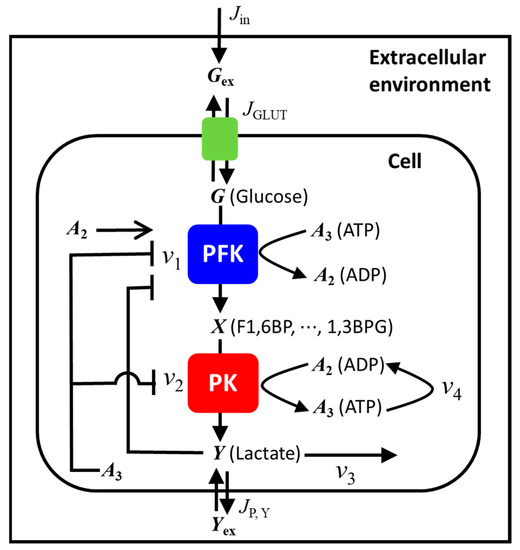Metabolic Oscillations and Glycolytic Phenotypes of Cancer Cells
