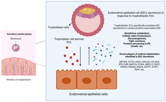 Ijms Free Full Text Secretory Proteomic Responses Of Endometrial