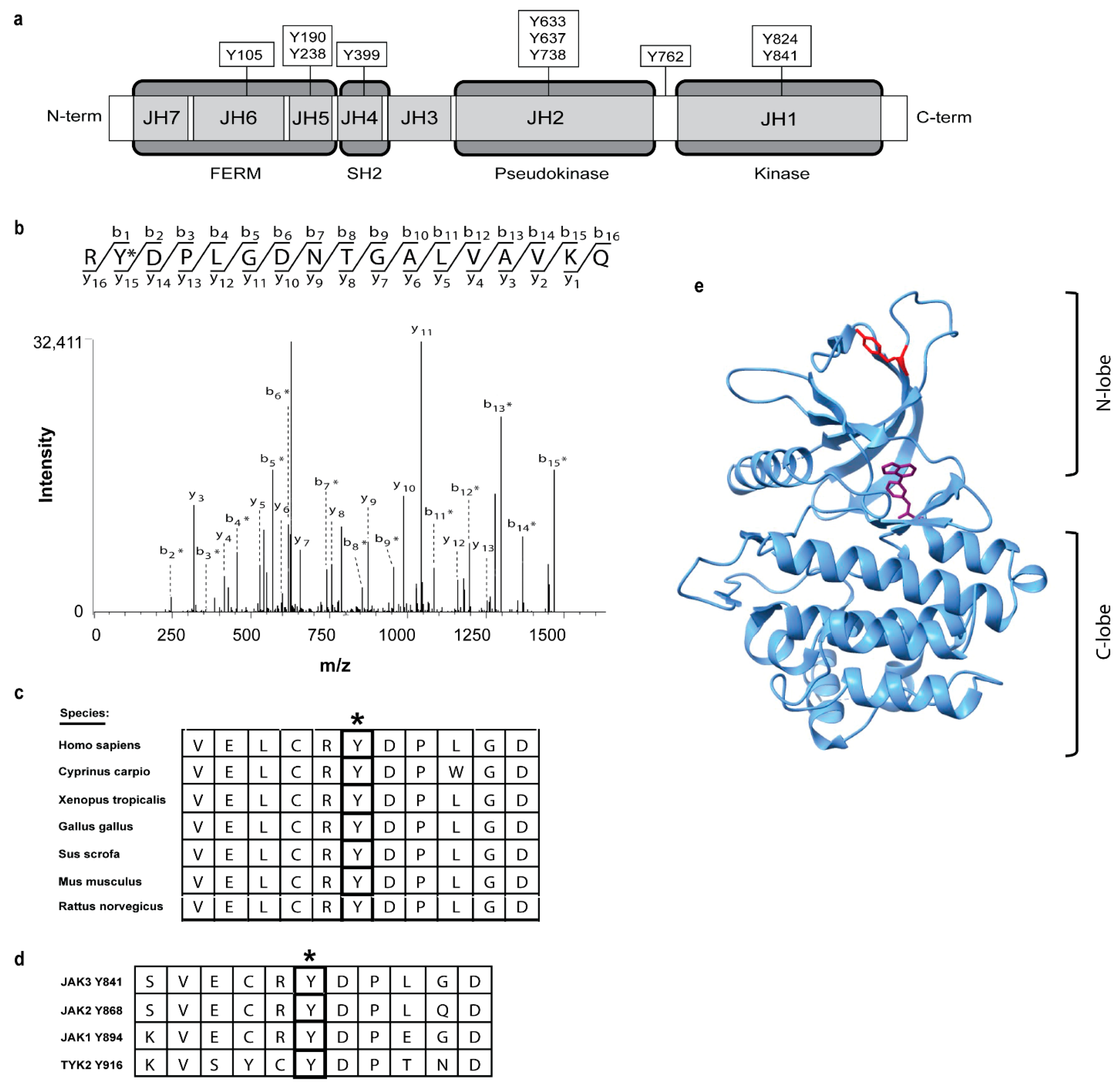 JAK3 Y841 Autophosphorylation Is Critical for STAT5B Activation, Kinase ...