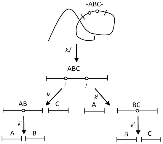 IJMS | Free Full-Text | Modeling of the Peptide Release during ...