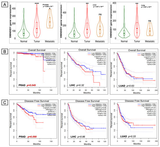 Dysbindin Domain-Containing 1 in Prostate Cancer: New Insights into ...