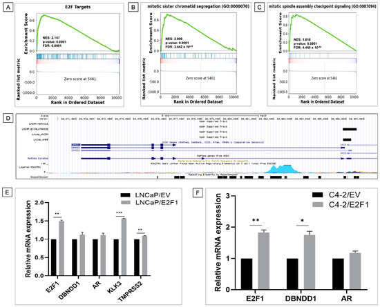 IJMS | Free Full-Text | Dysbindin Domain-Containing 1 in Prostate ...