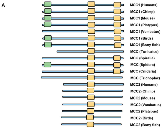Investigation of Mutated in Colorectal Cancer (MCC) Gene Family ...