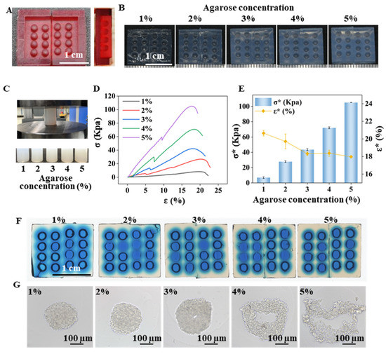 Recapitulating the Drifting and Fusion of Two-Generation Spheroids on ...