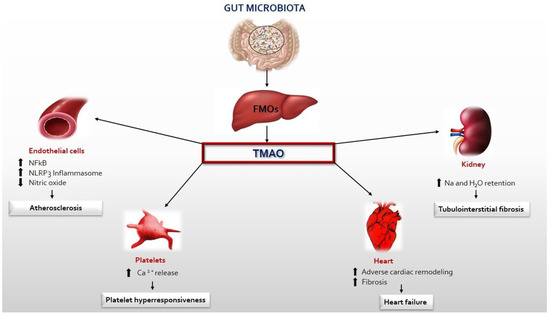 Gut Microbiota Composition and Cardiovascular Disease: A Potential New ...