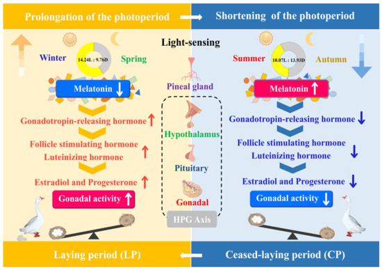 The Photoperiod-Driven Cyclical Secretion of Pineal Melatonin Regulates ...