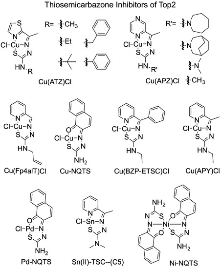 Inhibition of Topoisomerases by Metal Thiosemicarbazone Complexes