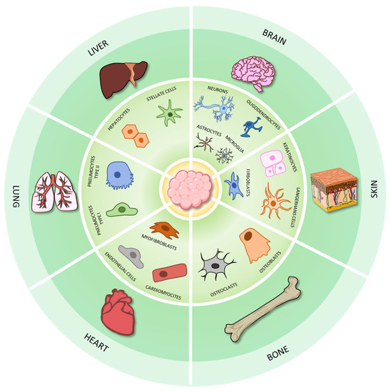 IJMS | Free Full-Text | Three-Dimensional Cell Cultures: The Bridge between In Vitro and In Vivo ...